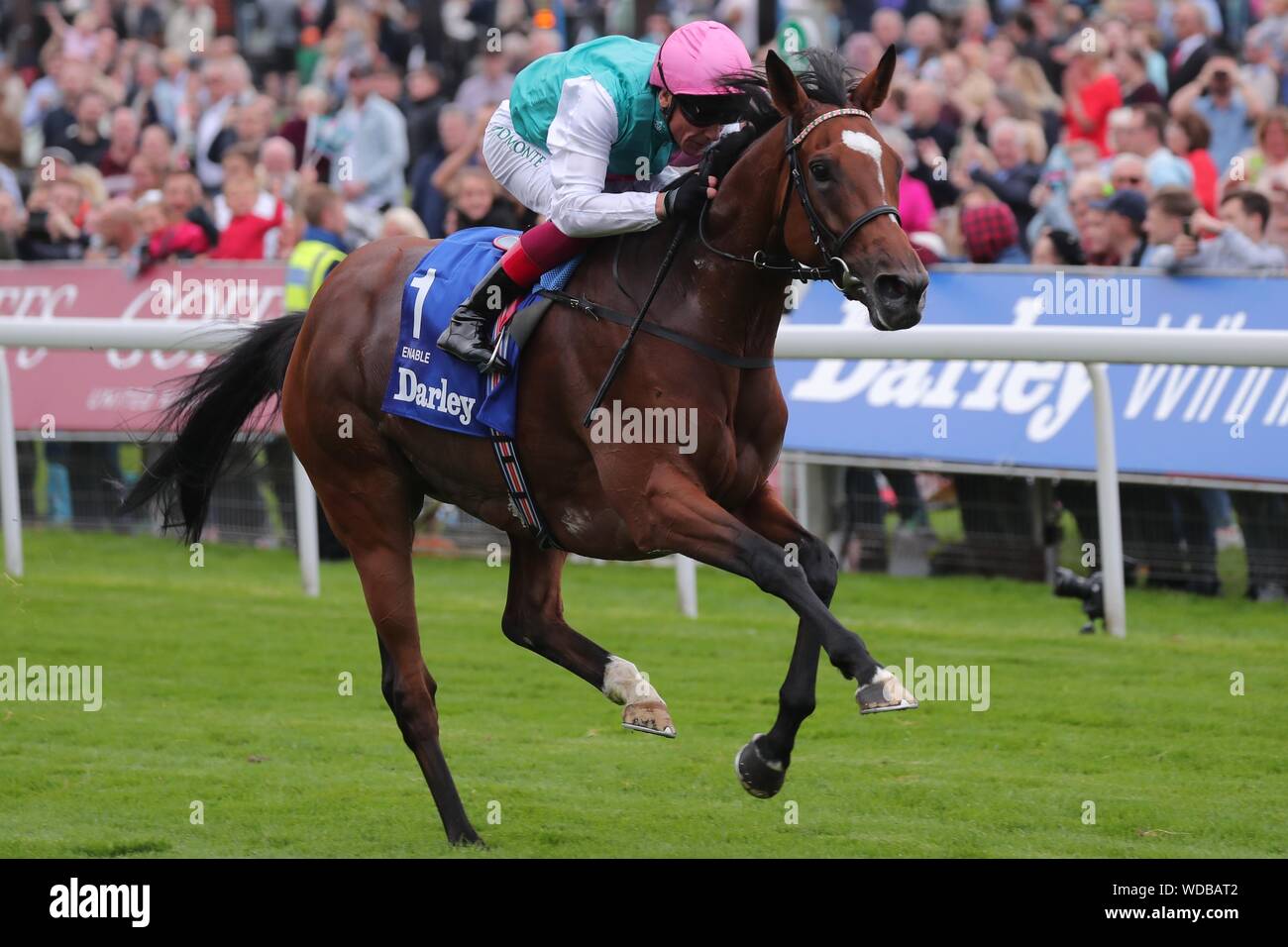 Enable horse hi-res stock photography and images - Alamy