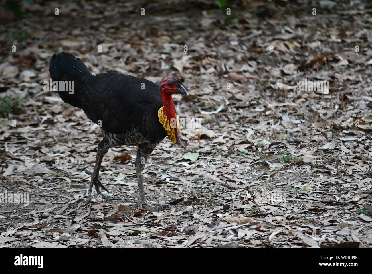 Australian Brush Turkey Lakefield National Park Cape York Queensland ...