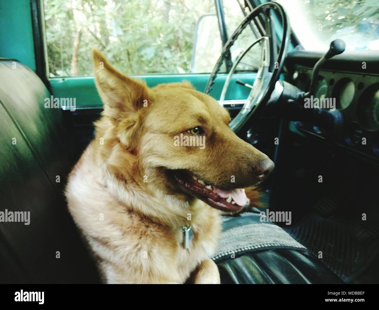Dog at steering wheel hi-res stock photography and images - Alamy
