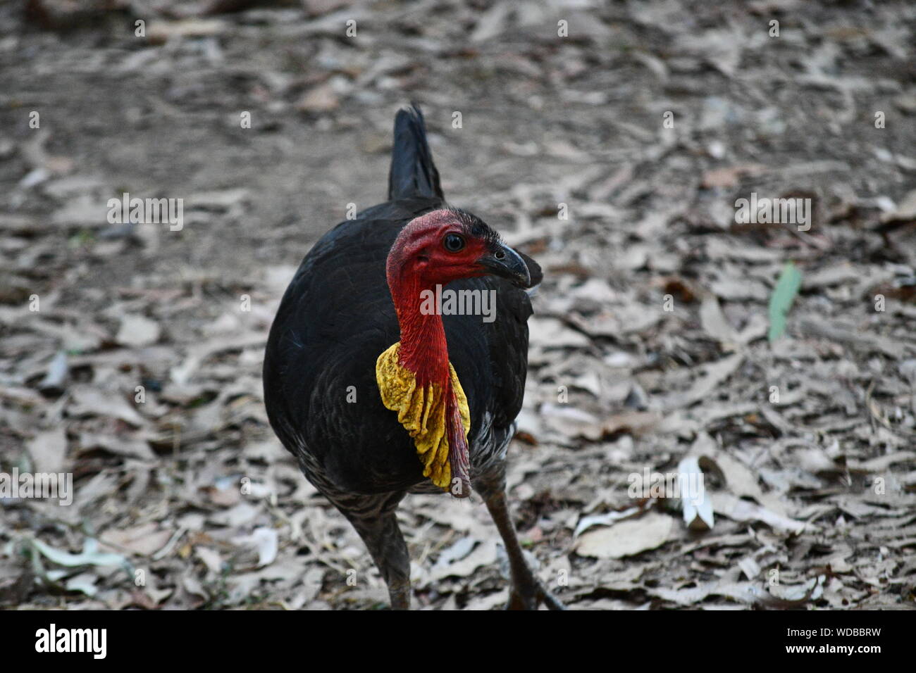 Australian Brush Turkey Lakefield National Park Cape York Queensland ...