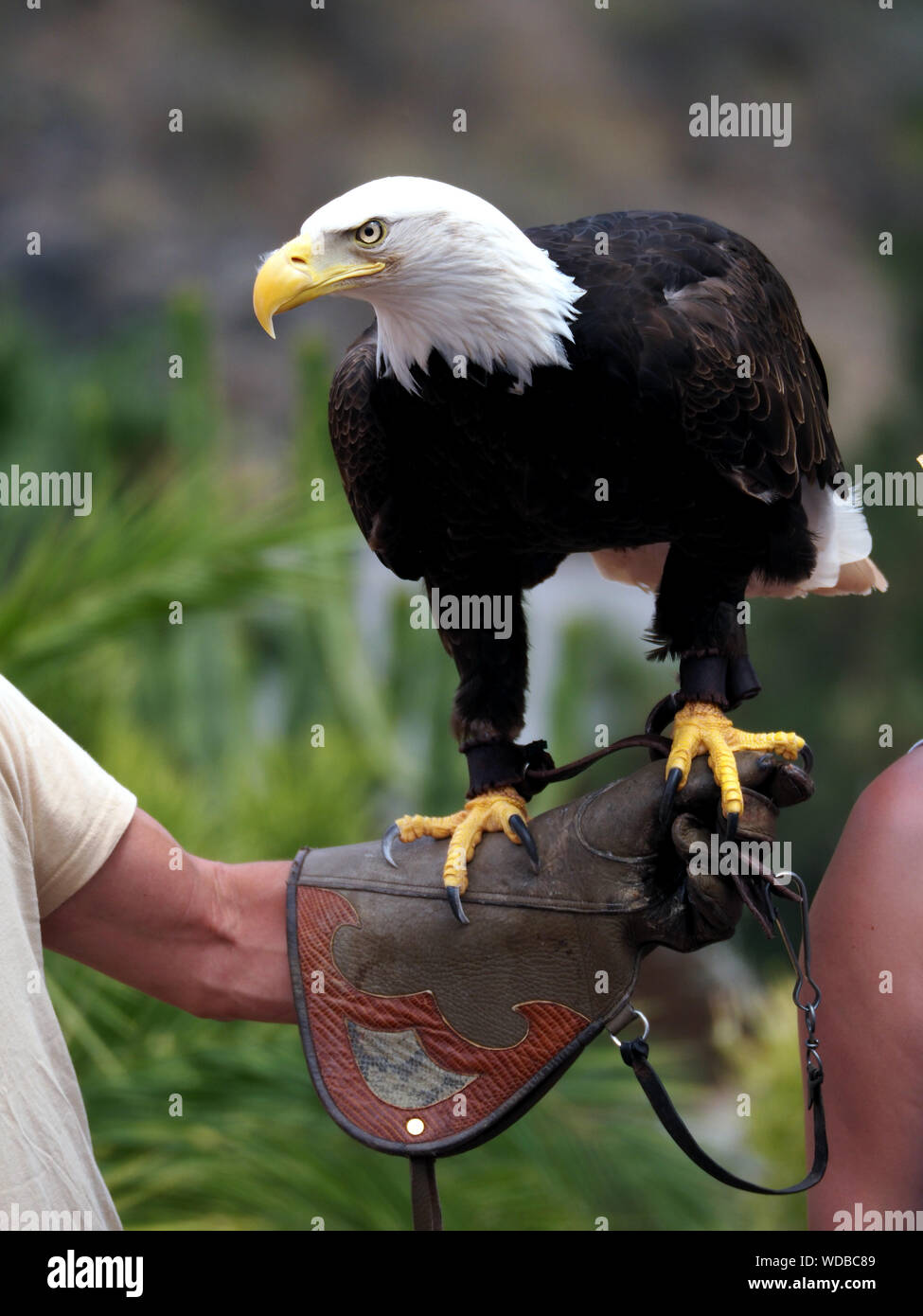 Eagle On Hand High Resolution Stock Photography and Images - Alamy