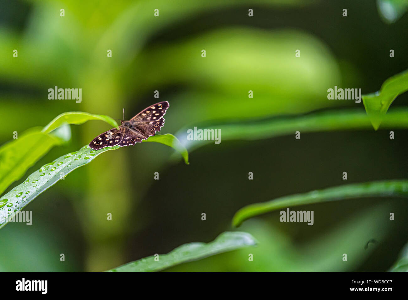 Butterfly kingdom hi-res stock photography and images - Alamy