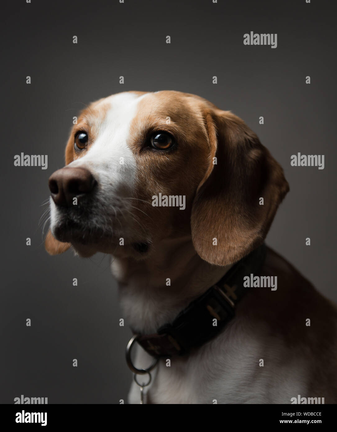 Black Beagle High Resolution Stock Photography and Images - Alamy