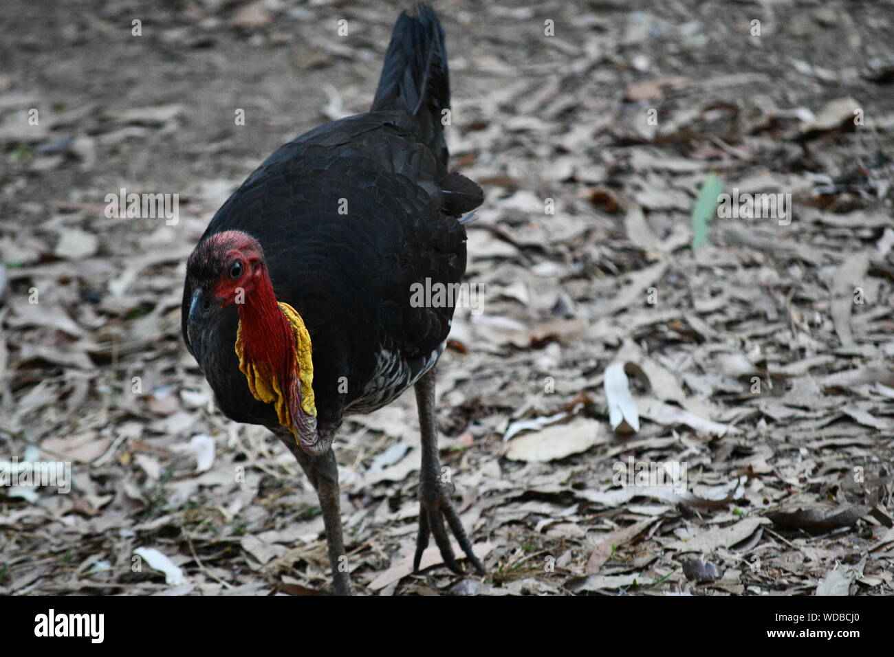 Australian Brush Turkey Lakefield National Park Cape York Queensland ...