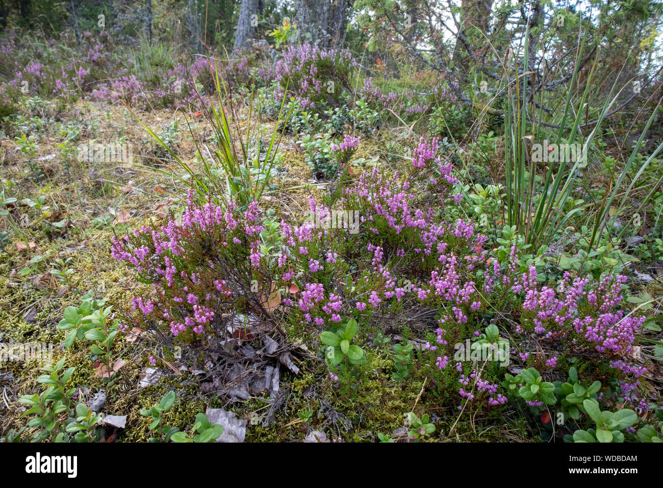 Common heather and other forest floor plants, Finland Stock Photo - Alamy