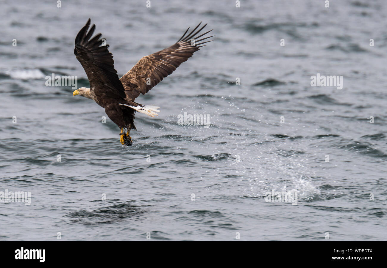 Bald Eagle Flying Over Water High Resolution Stock Photography and ...