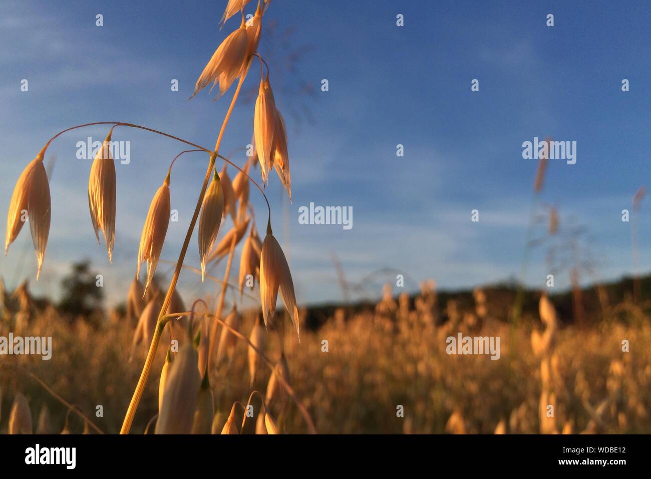 Oat crop hi-res stock photography and images - Alamy