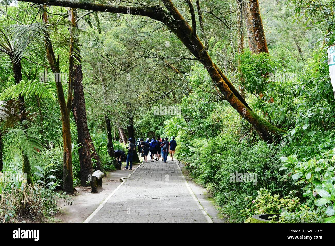 Indonesia forest people hi-res stock photography and images - Alamy