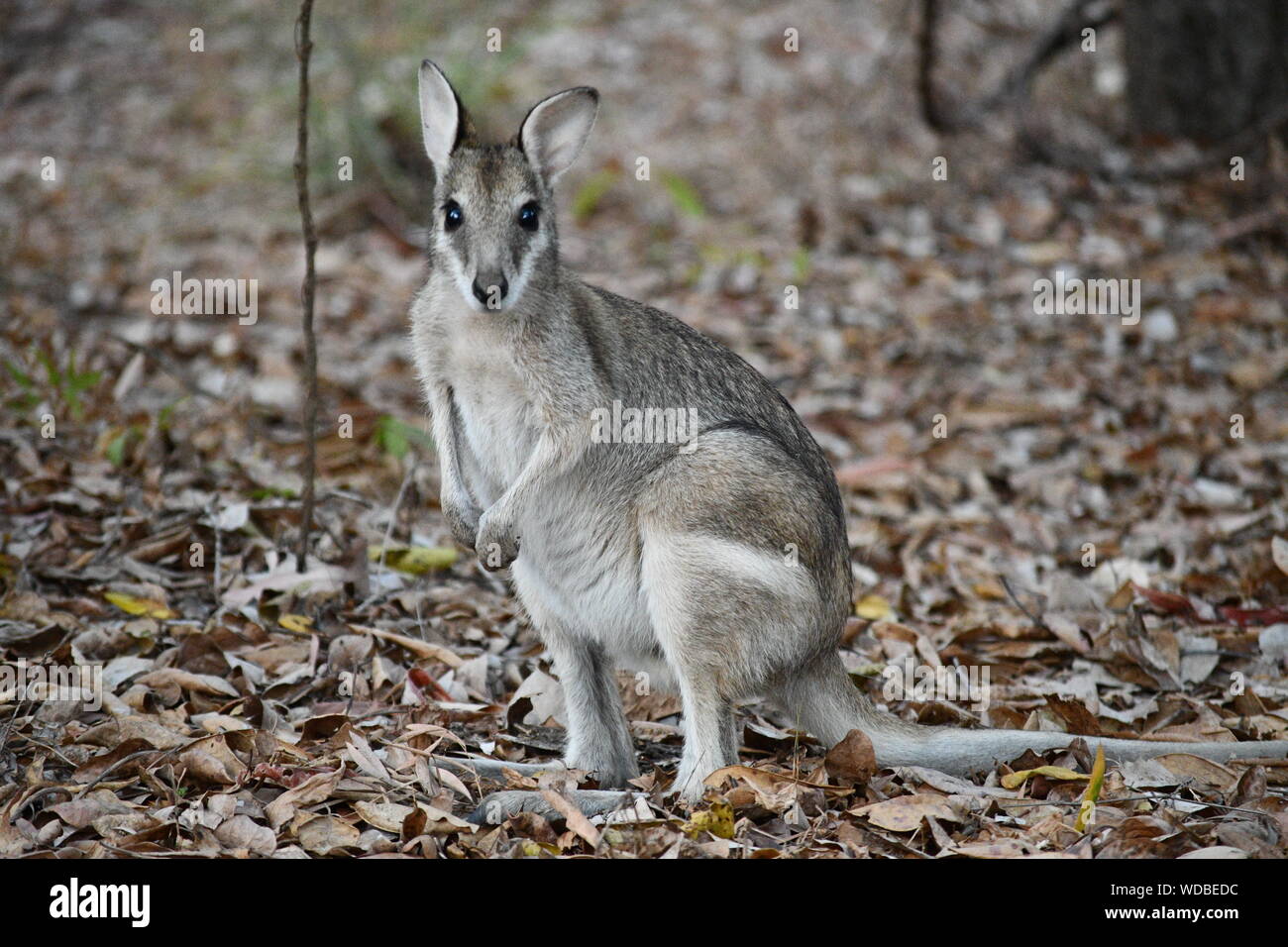 Pretty-Faced or Whip-Tailed Wallaby Lakefield National Park Cape York ...