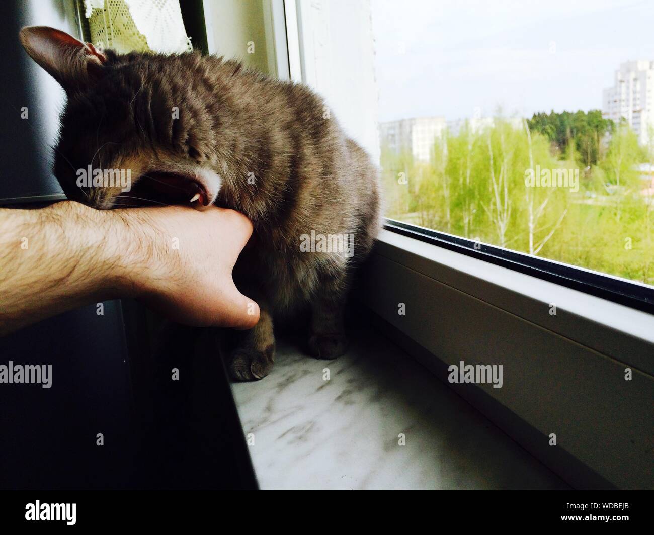 Cat biting human hi-res stock photography and images - Alamy