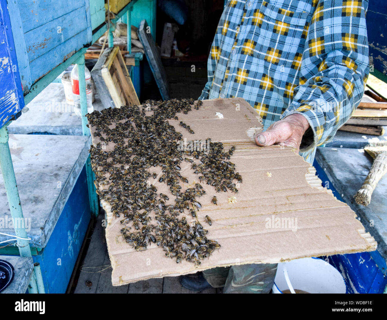 Adult bees hi-res stock photography and images - Alamy