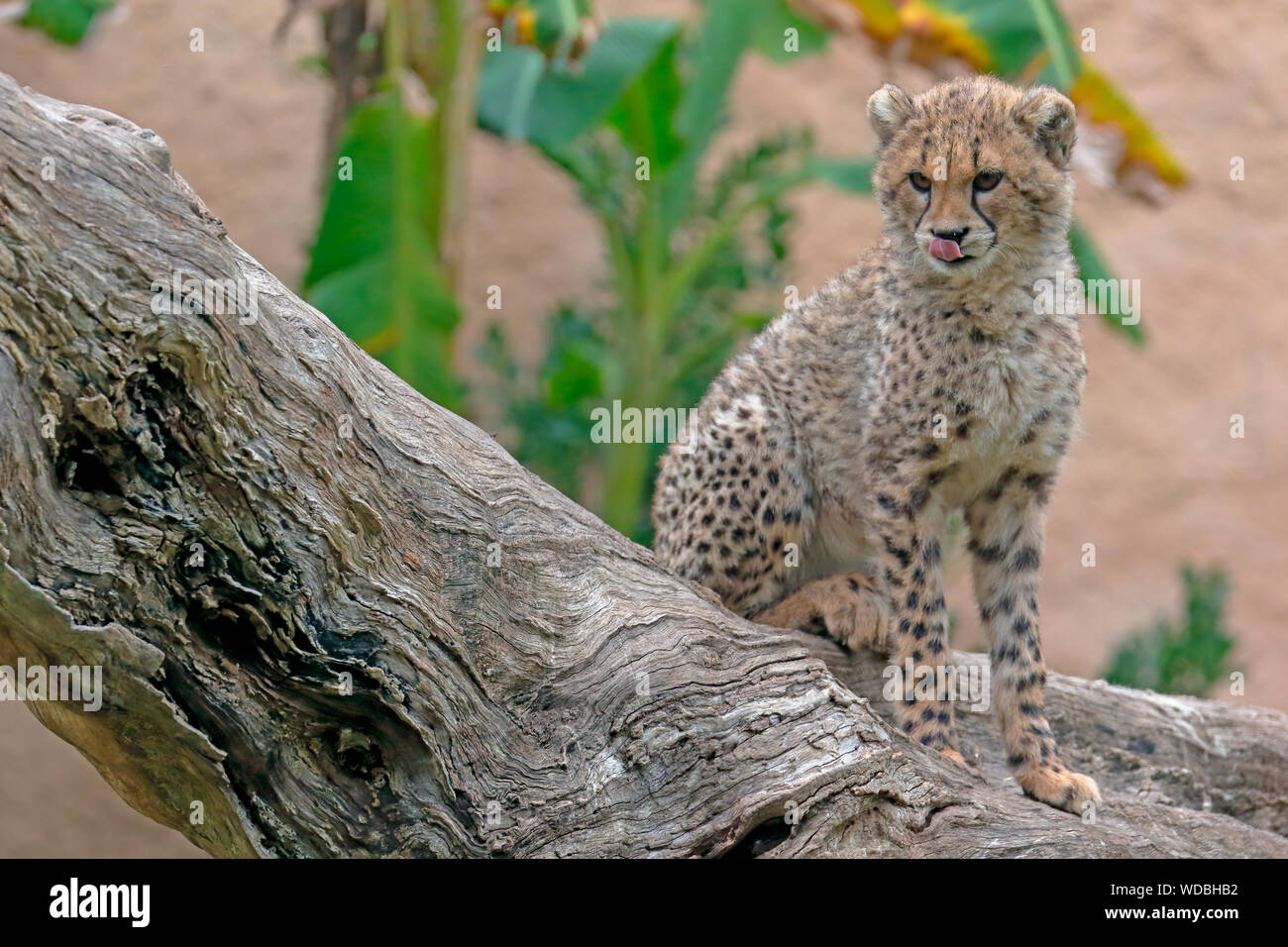 Cheetah sitting in tree hi-res stock photography and images - Alamy