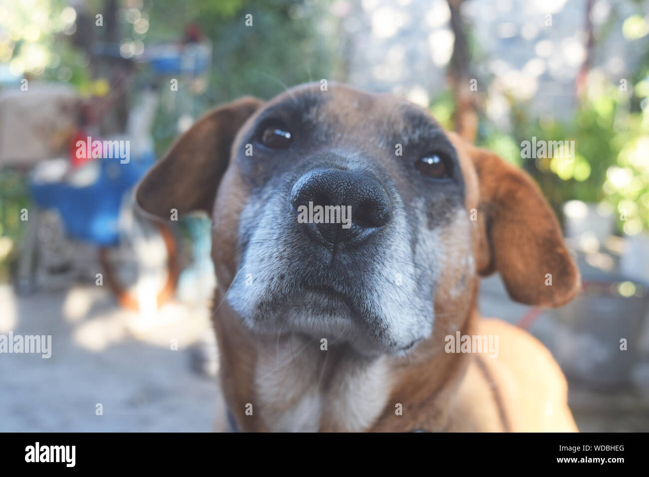 Portrait of a cute dog close-up . Close-up portrait. Lovely pet Stock ...