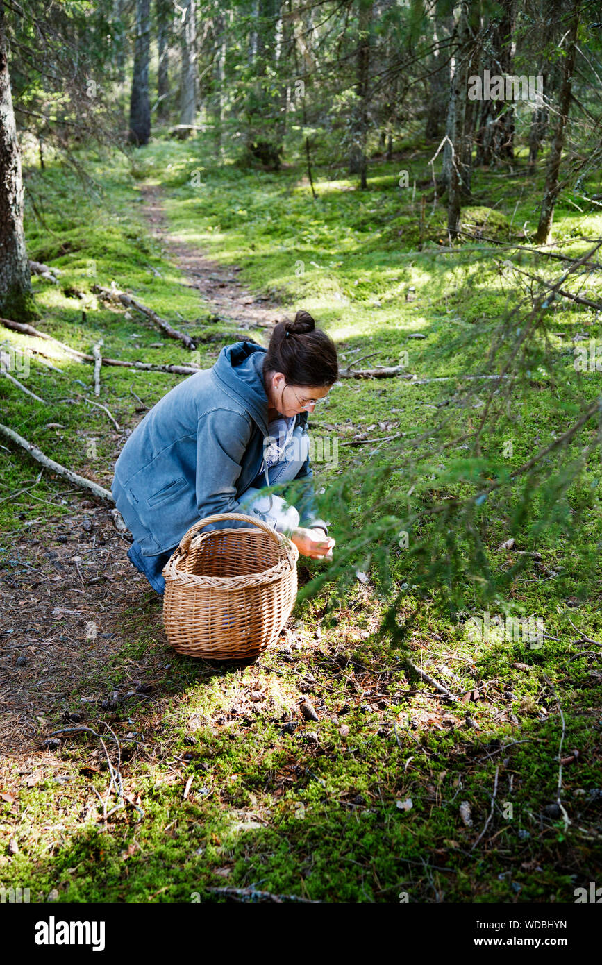 Picking Mushrooms High Resolution Stock Photography and Images - Alamy