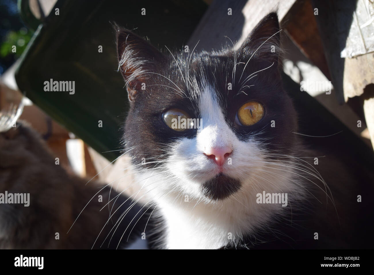 Cute fluffy cat close up background for your needs Stock Photo - Alamy