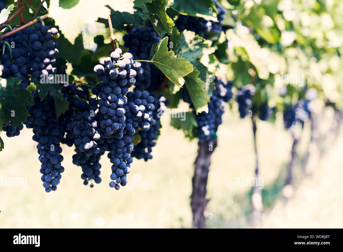 Grapevine vineyard hi-res stock photography and images - Alamy