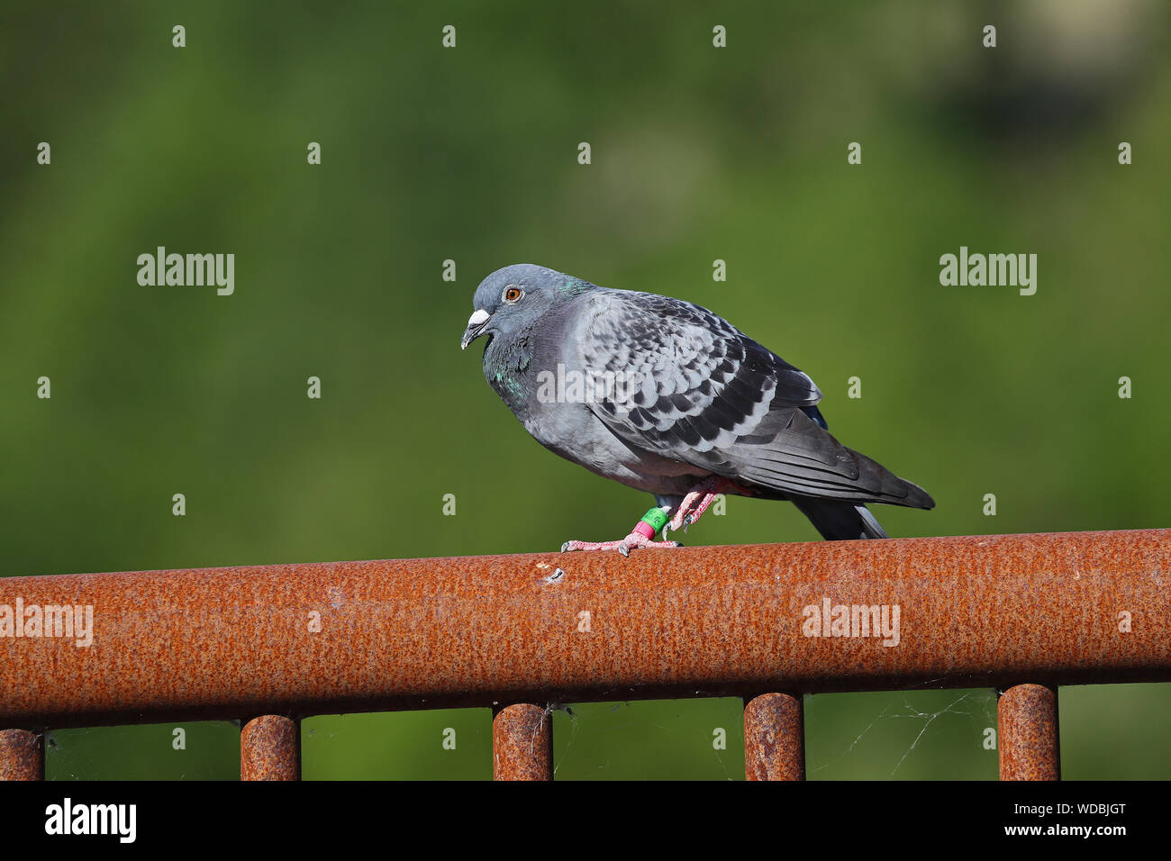 Carrier Pigeon In Flight High Resolution Stock Photography and Images ...