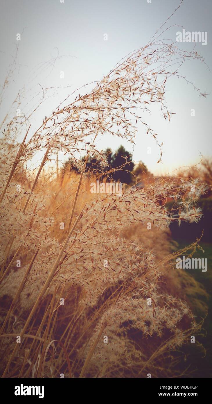 Reed grass hi-res stock photography and images - Alamy