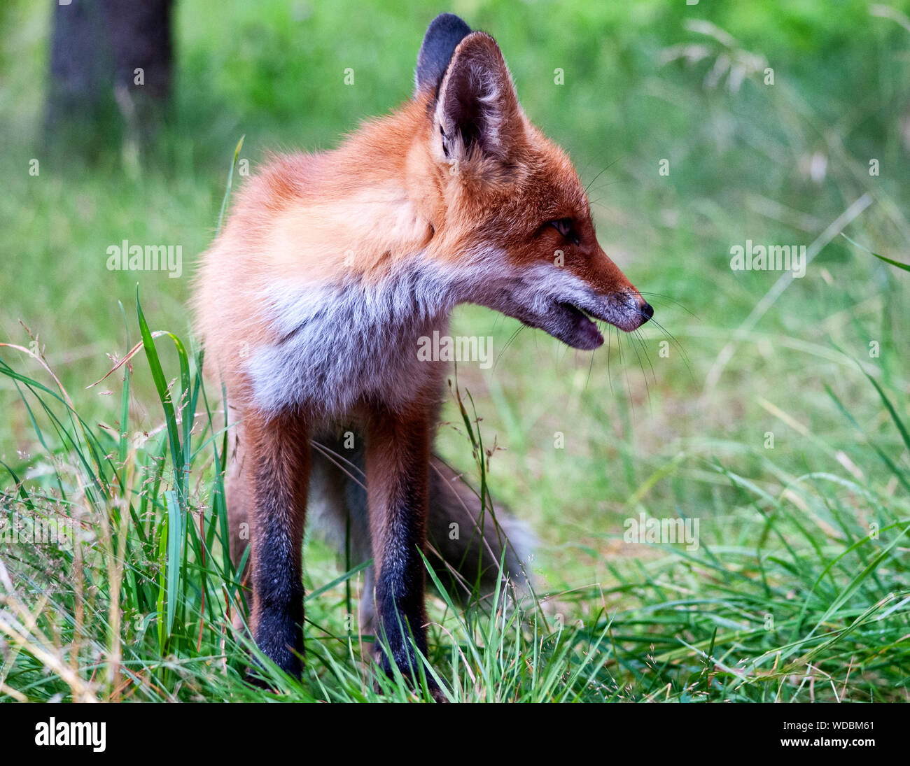 beautiful young wild red fox in the northwest of Russia Stock Photo - Alamy
