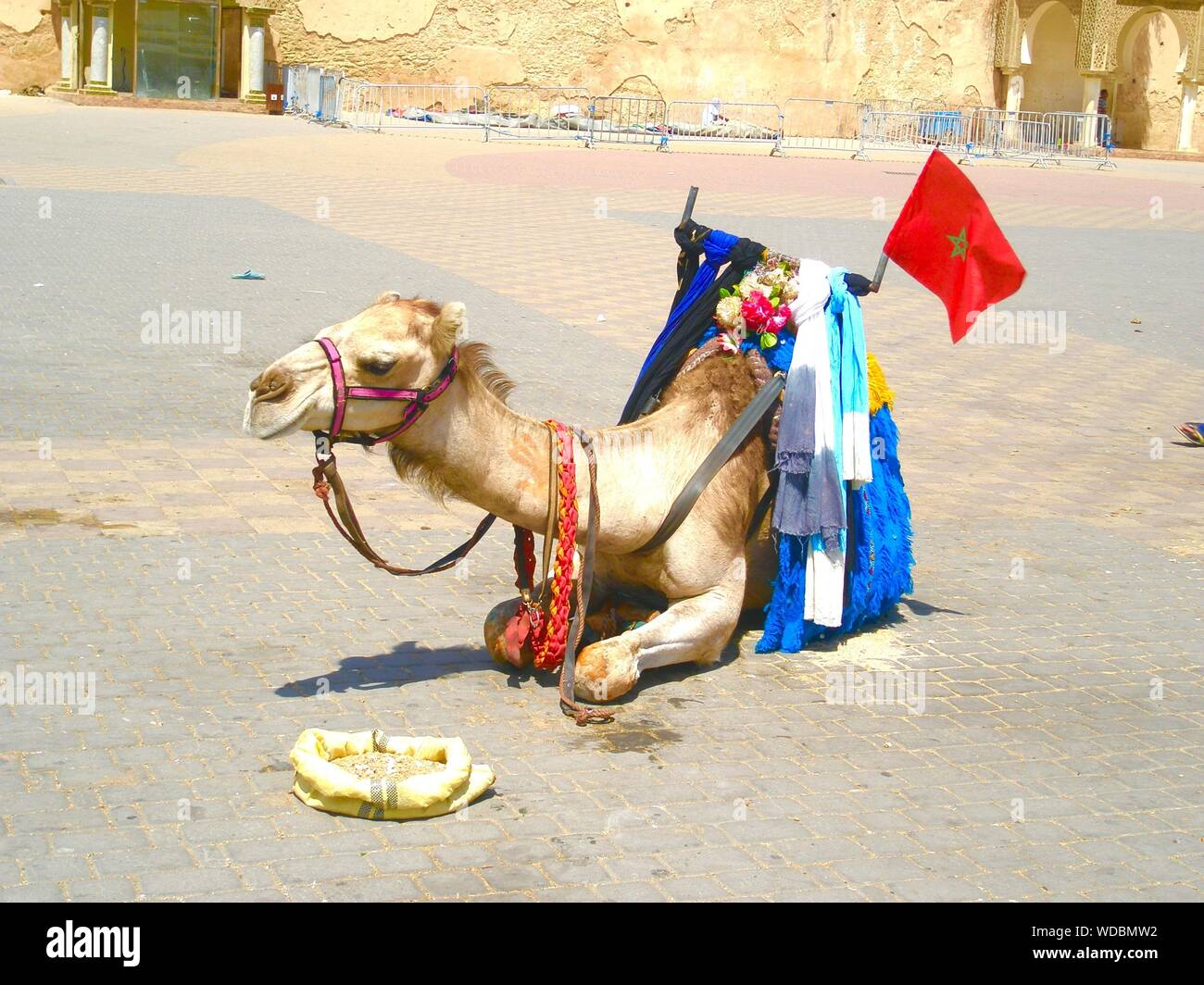 Old camel hi-res stock photography and images - Alamy