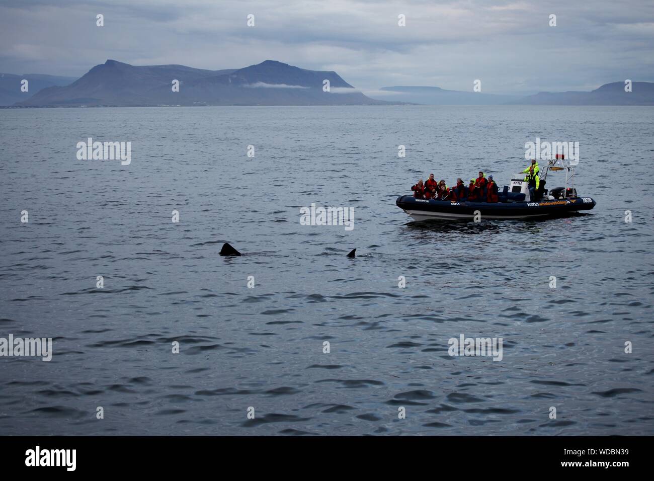 Reykjavik, Iceland. 22nd Aug, 2019. A basking shark swims off the coast ...