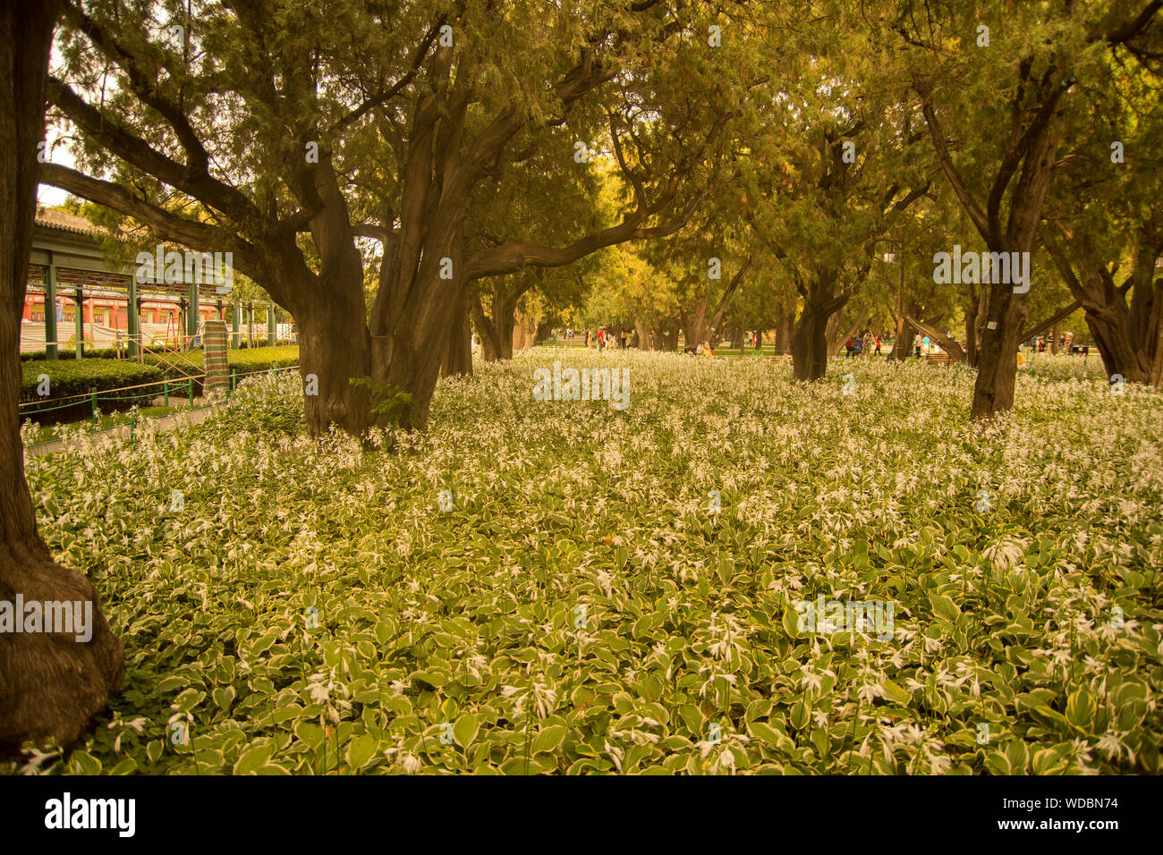 Forbidden city in Beijin Stock Photo - Alamy
