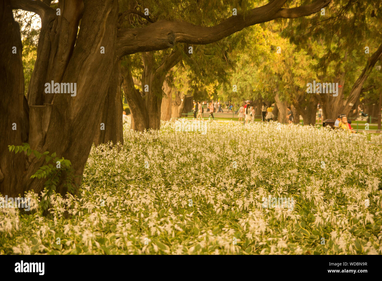 Forbidden city in Beijin Stock Photo - Alamy