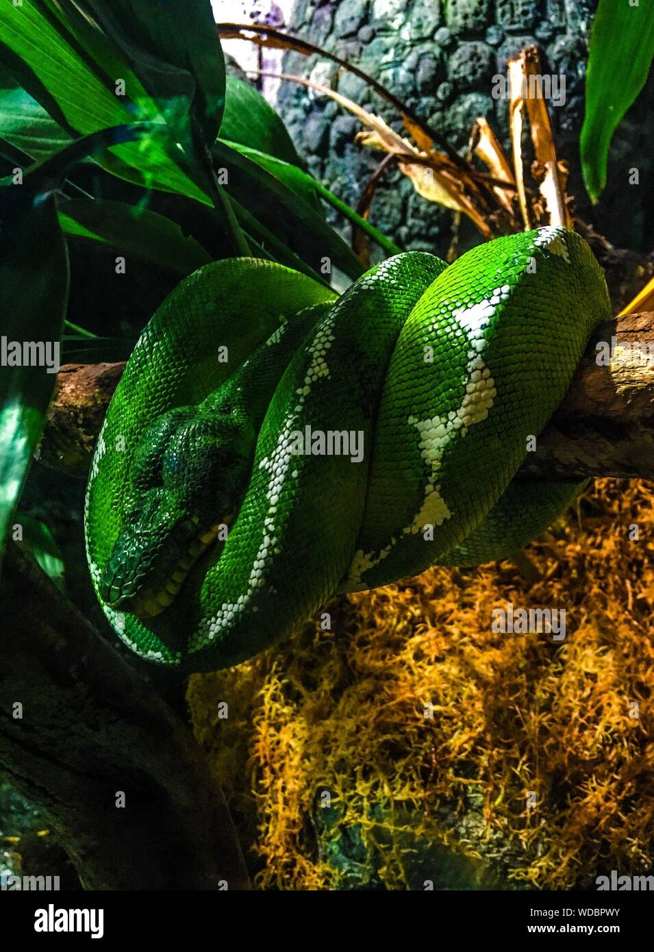 Sleeping Snake High Resolution Stock Photography and Images - Alamy