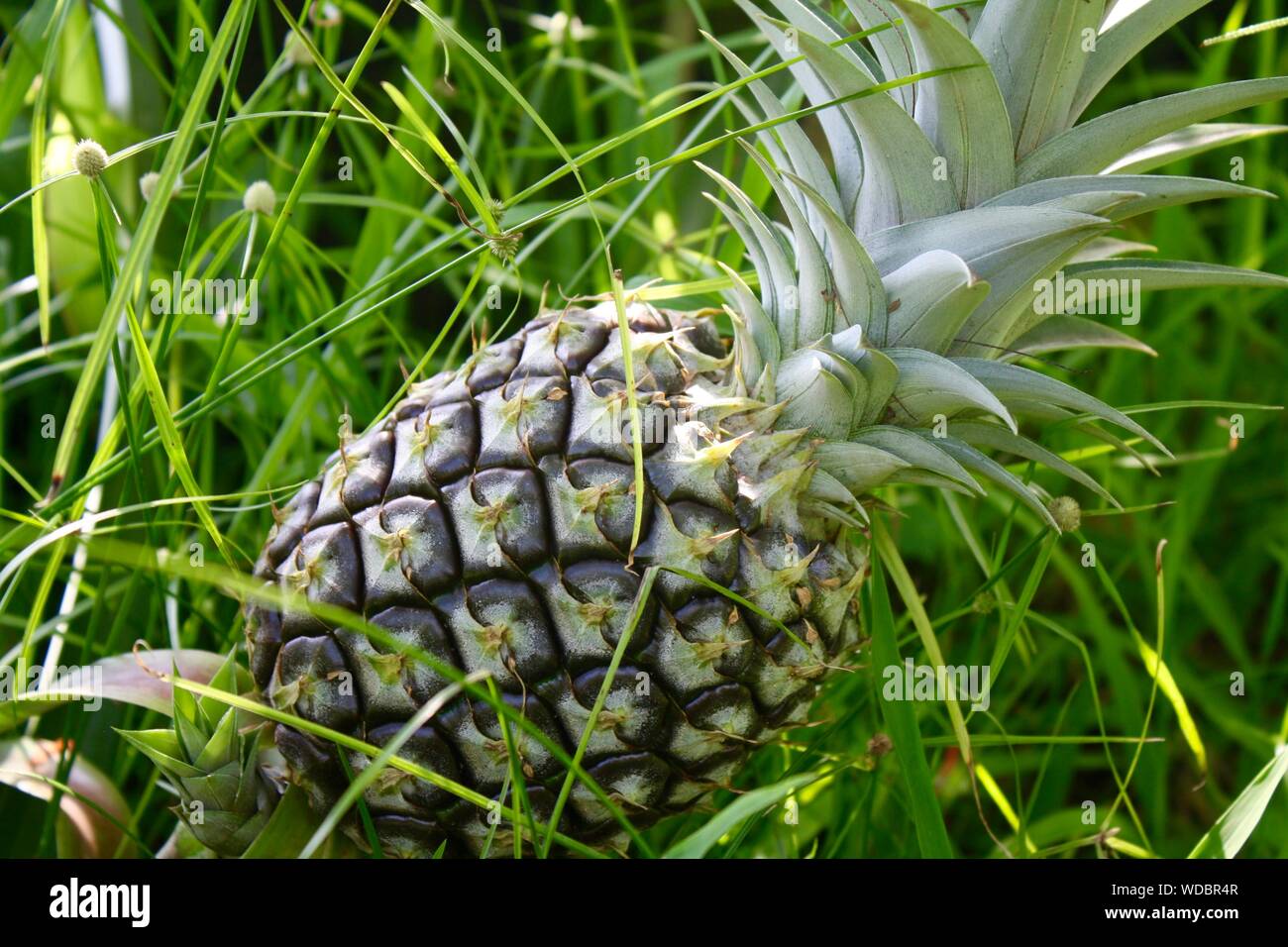 Pineapple grass hi-res stock photography and images - Alamy