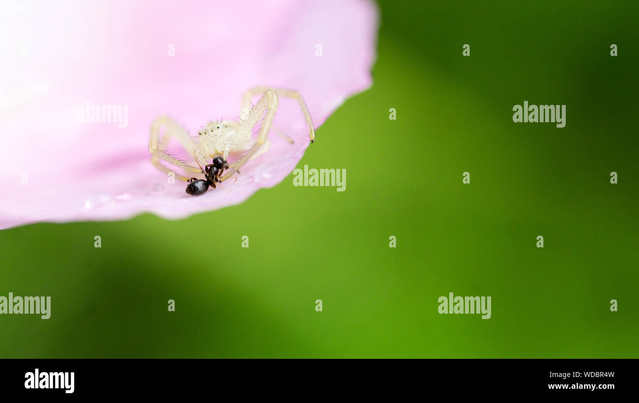 Attacking spider hi-res stock photography and images - Alamy
