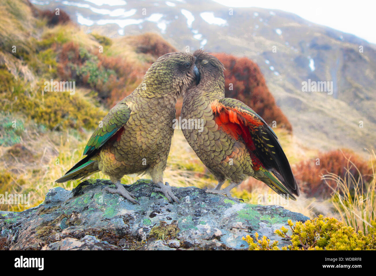 Kissing Birds High Resolution Stock Photography and Images - Alamy