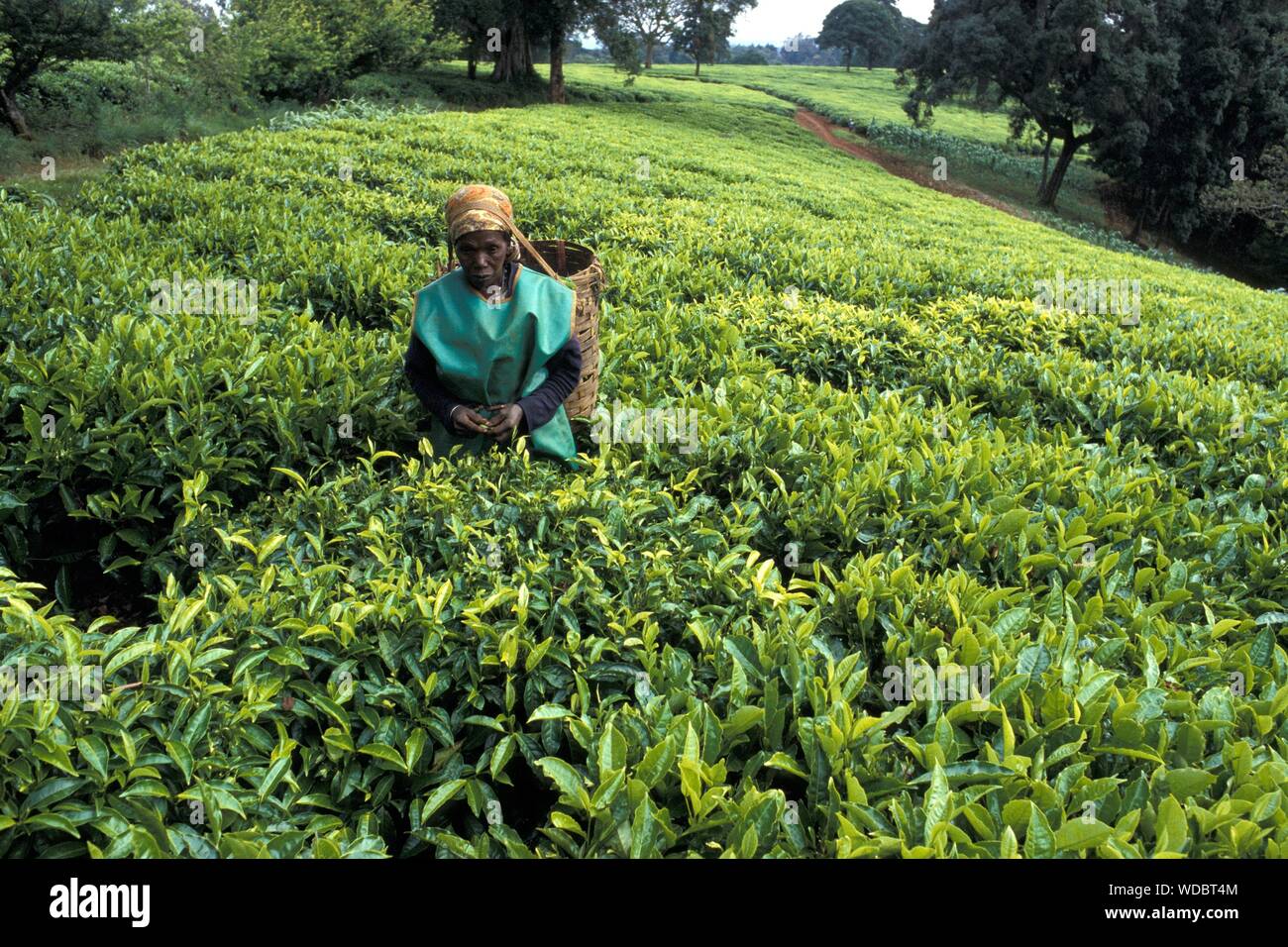 Kenya tea plants hi-res stock photography and images - Alamy
