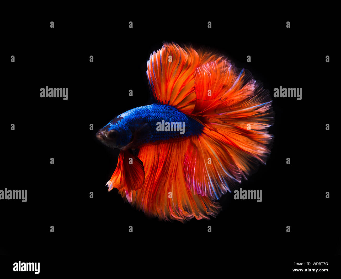 Orange and black fish hi-res stock photography and images - Alamy