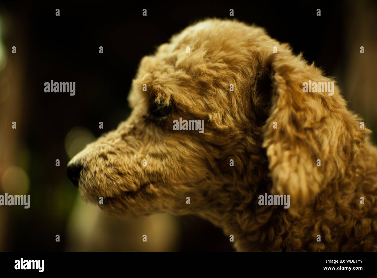 Goldendoodle High Resolution Stock Photography and Images - Alamy