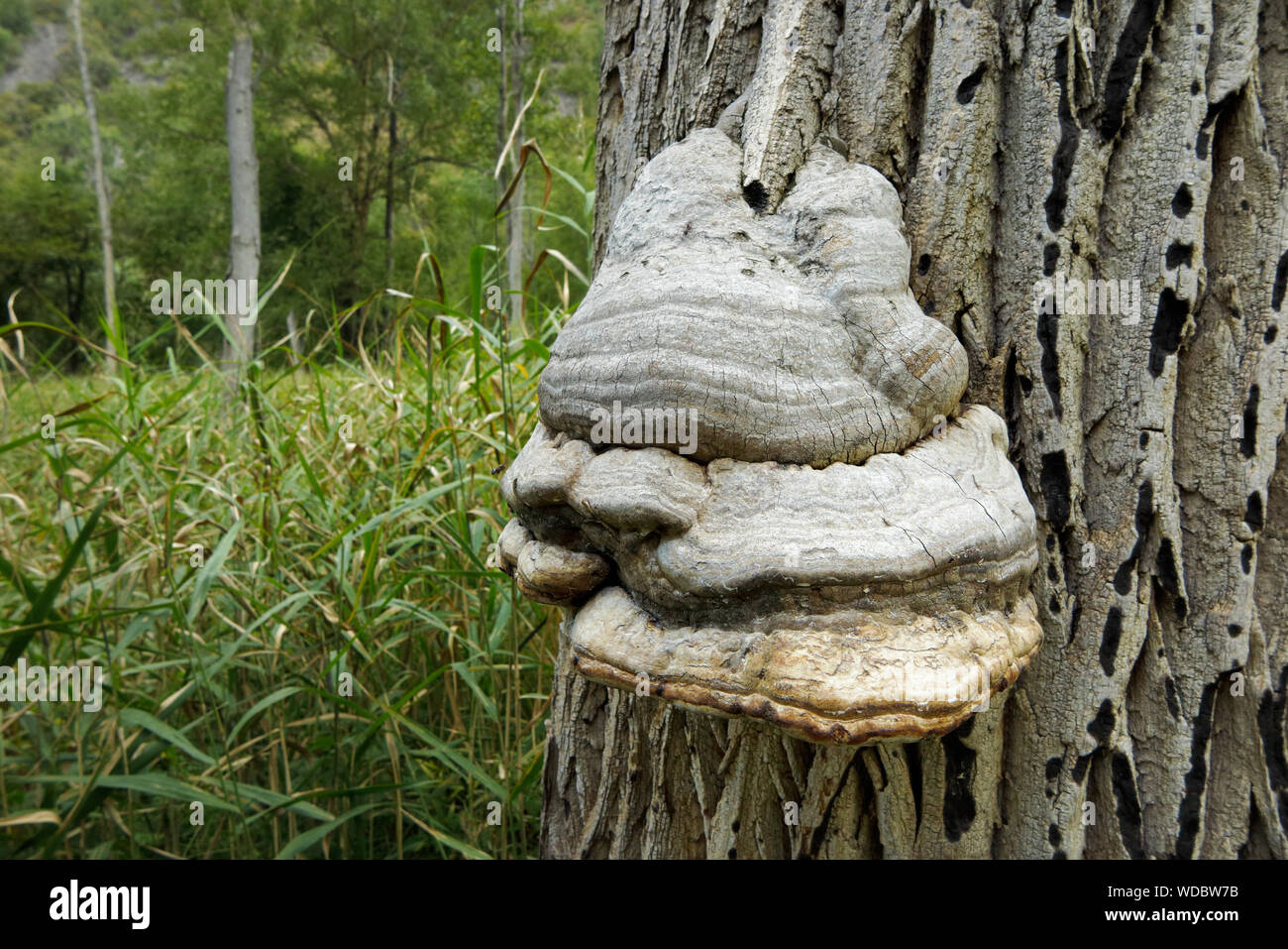 Dry rot hi-res stock photography and images - Alamy