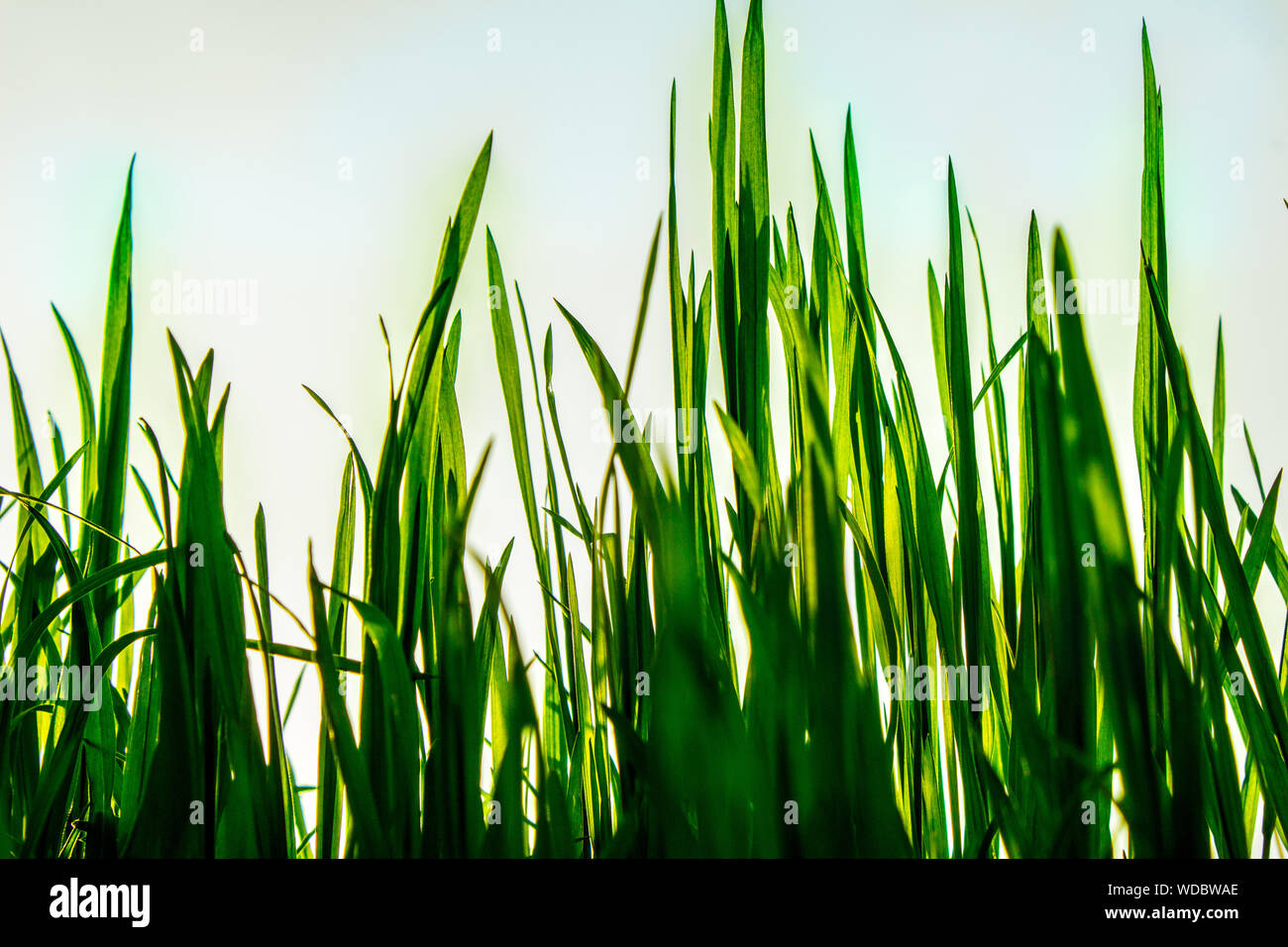 Low Angle View Of Tall Grass Stock Photo - Alamy