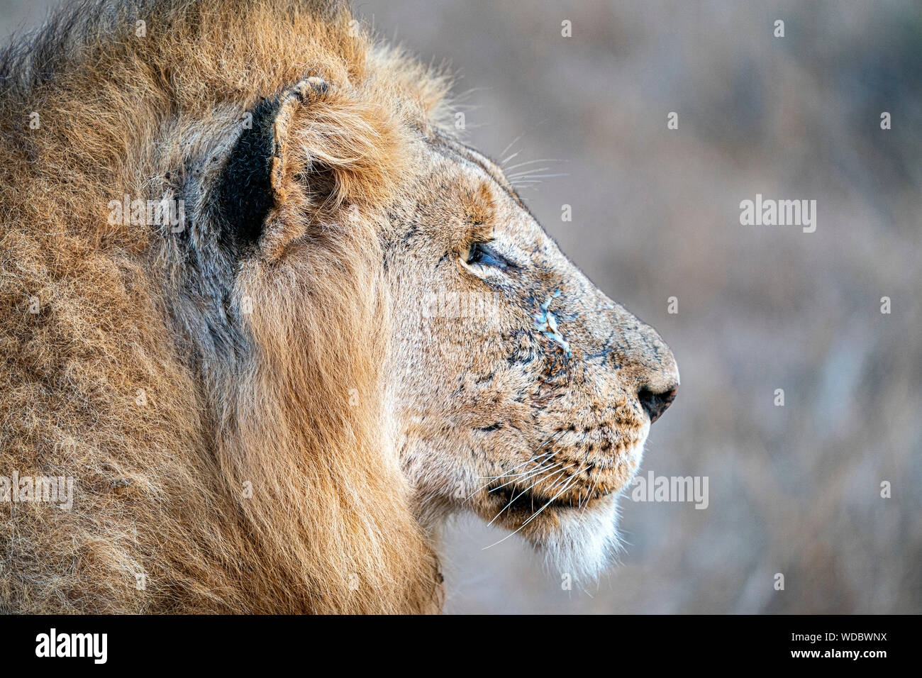 male lion in kruger park south africa close up of wounded face Stock ...