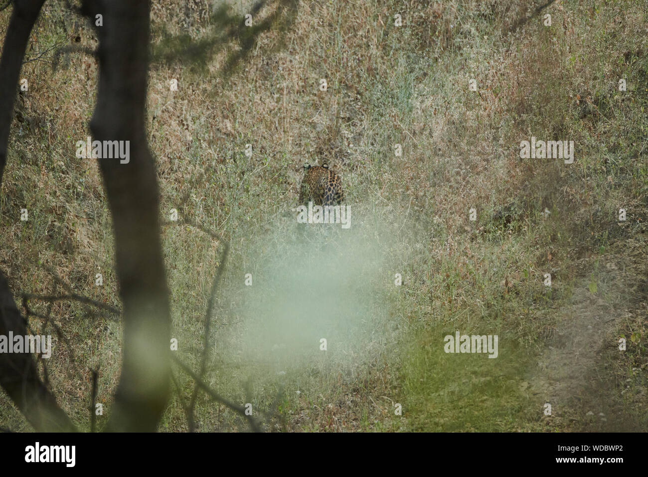 A leopard, completely camouflaged in the grass, in the Jhalana Leopard ...
