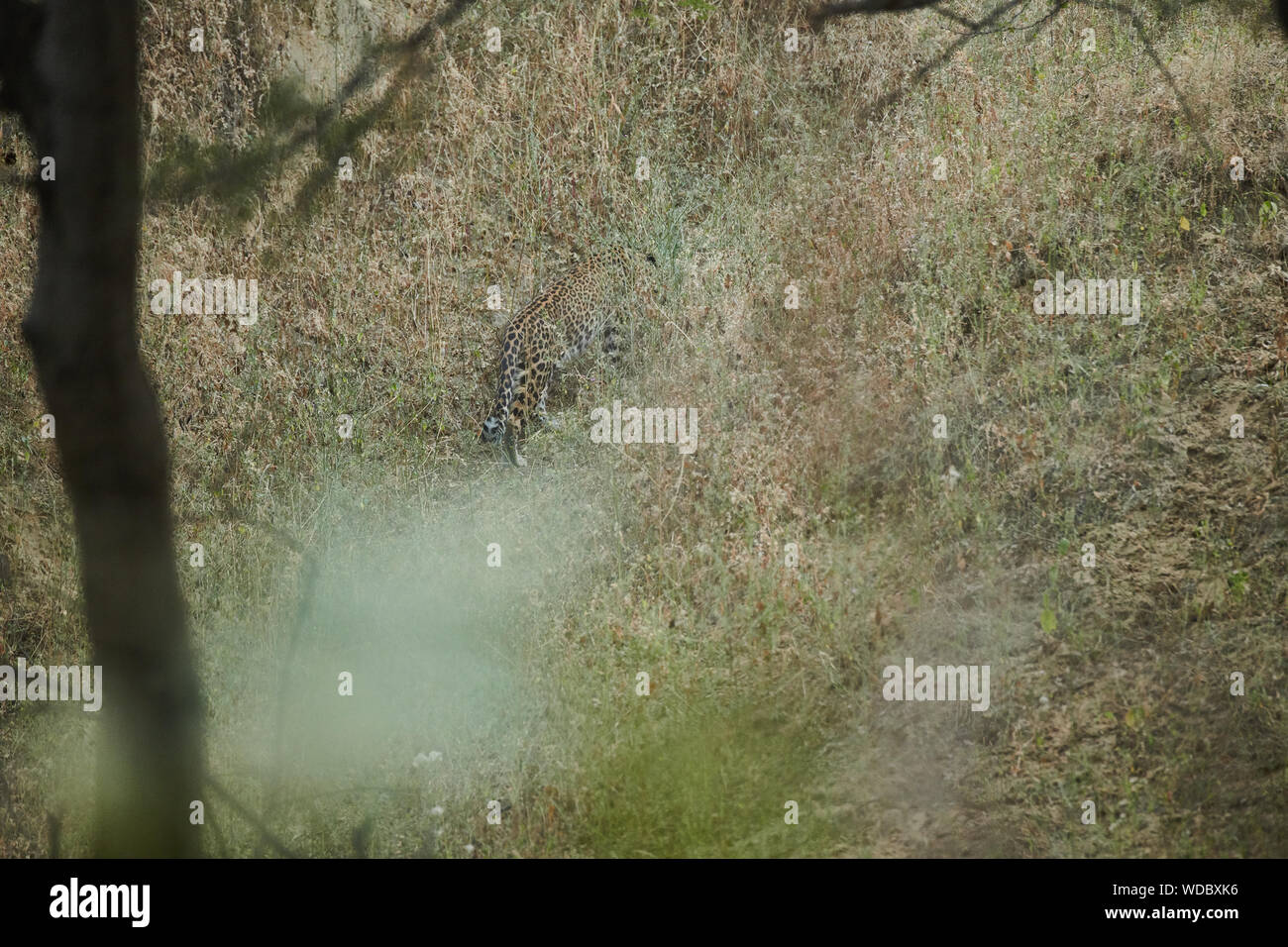 Surviving in the jungle camouflage hi-res stock photography and images ...