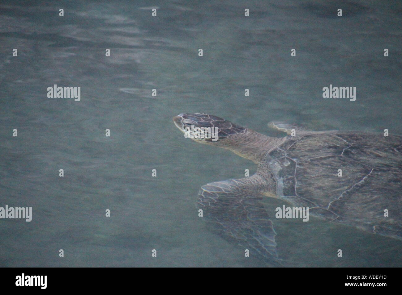 Side View Of A Turtle Underwater Stock Photo - Alamy