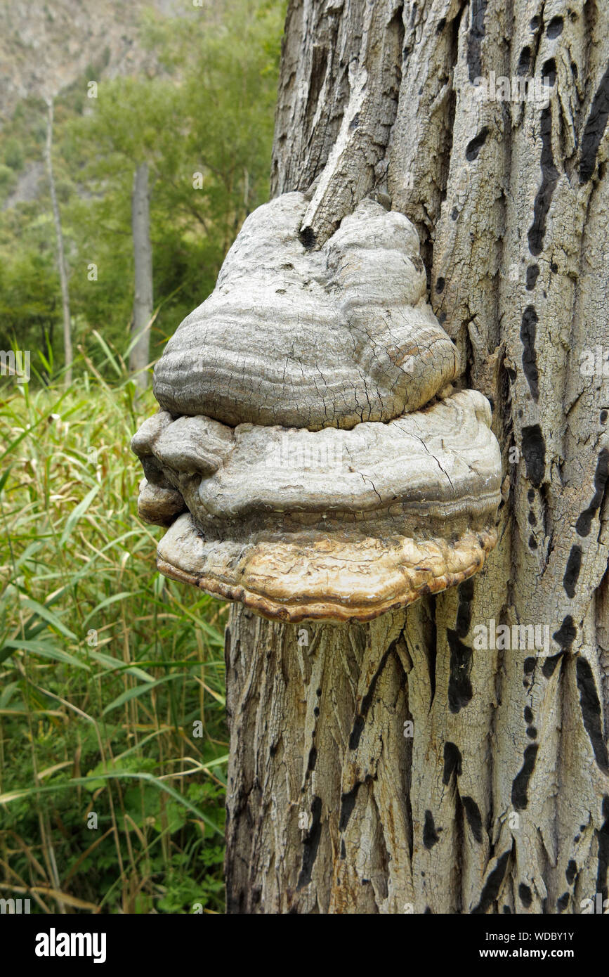 Wood rot hi-res stock photography and images - Alamy