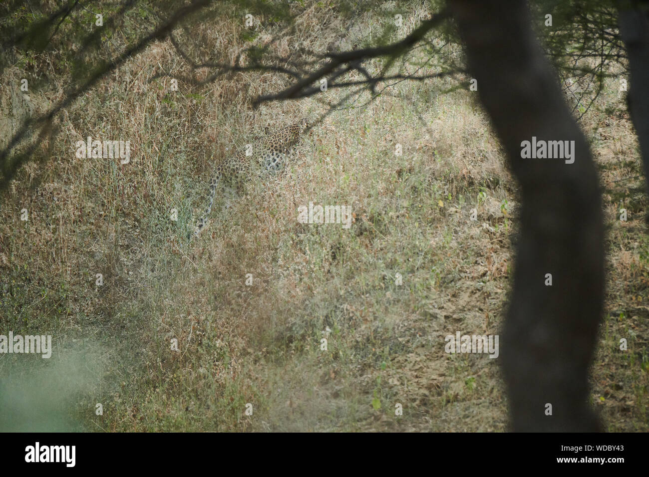 A leopard, completely camouflaged in the grass, in the Jhalana Leopard ...