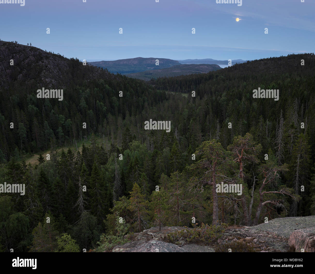 Full moon dusk pine hi-res stock photography and images - Alamy