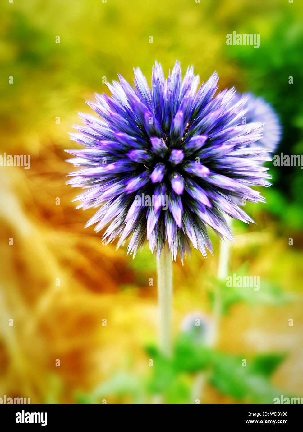 Spiked petal hi-res stock photography and images - Alamy