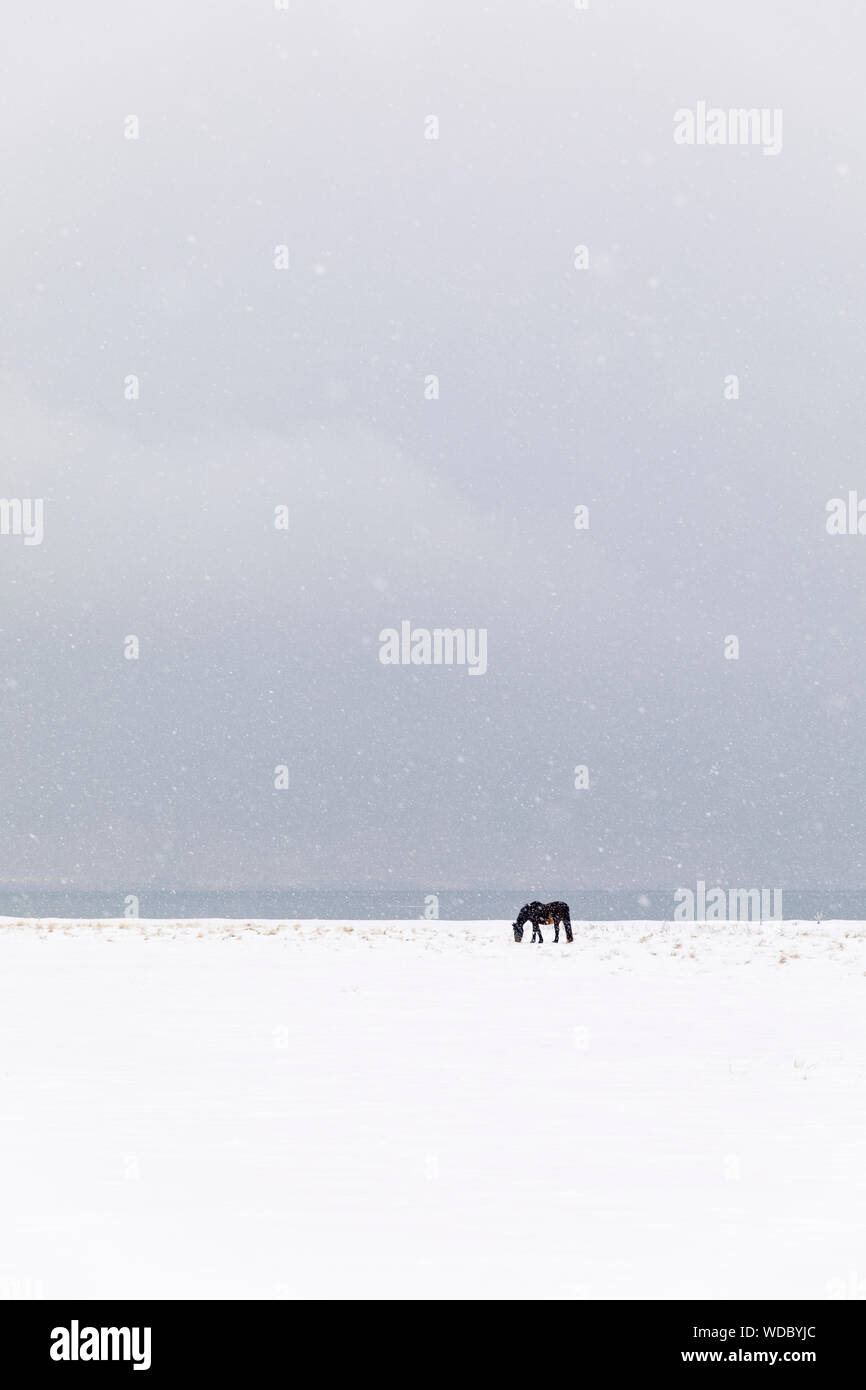 Winter snow field with horse grazing hi-res stock photography and ...