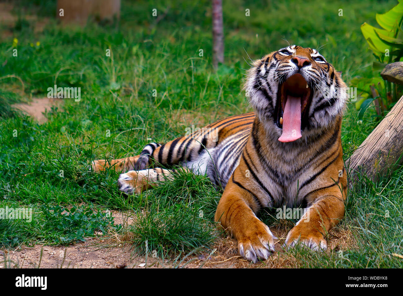 Tired tiger hi-res stock photography and images - Alamy