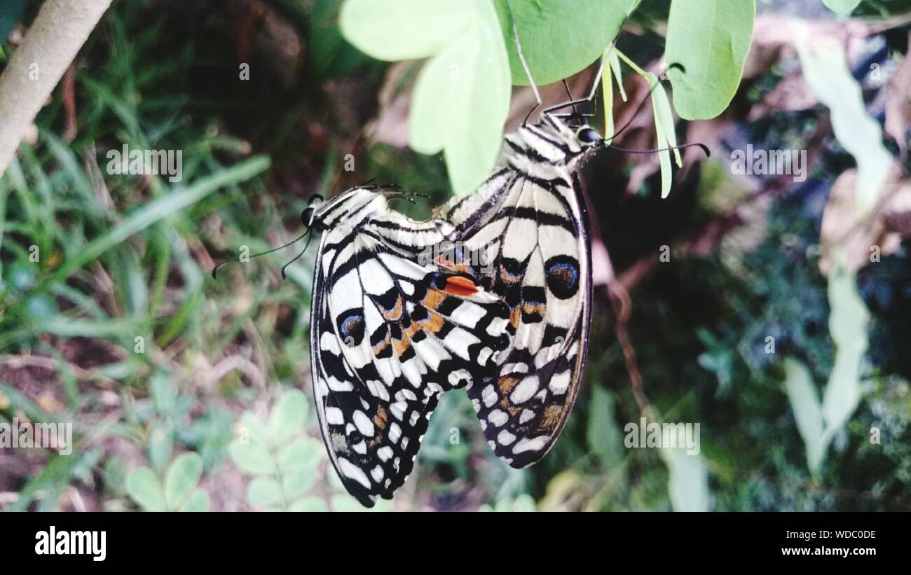 Male And Female Butterflies Mating High Resolution Stock Photography ...