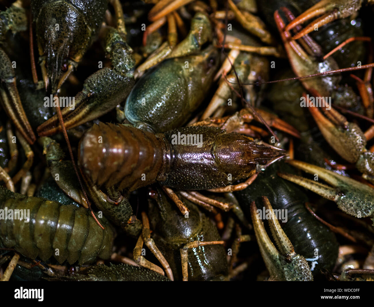 Sea crawfish hi-res stock photography and images - Alamy