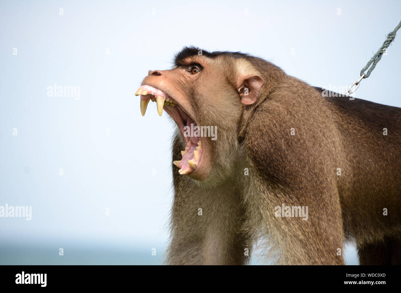 Angry baboon hi-res stock photography and images - Alamy
