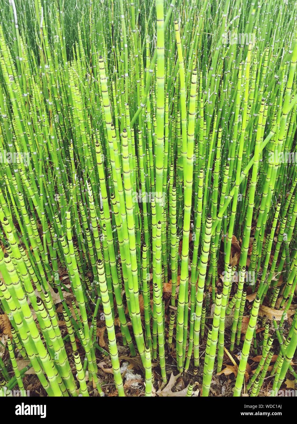 Green stalks hi-res stock photography and images - Alamy